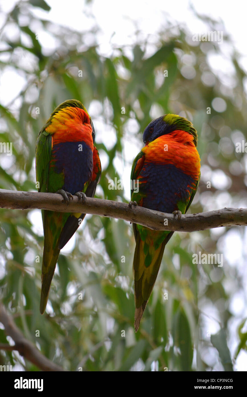 Tree of lorikeets hi-res stock photography and images - Alamy