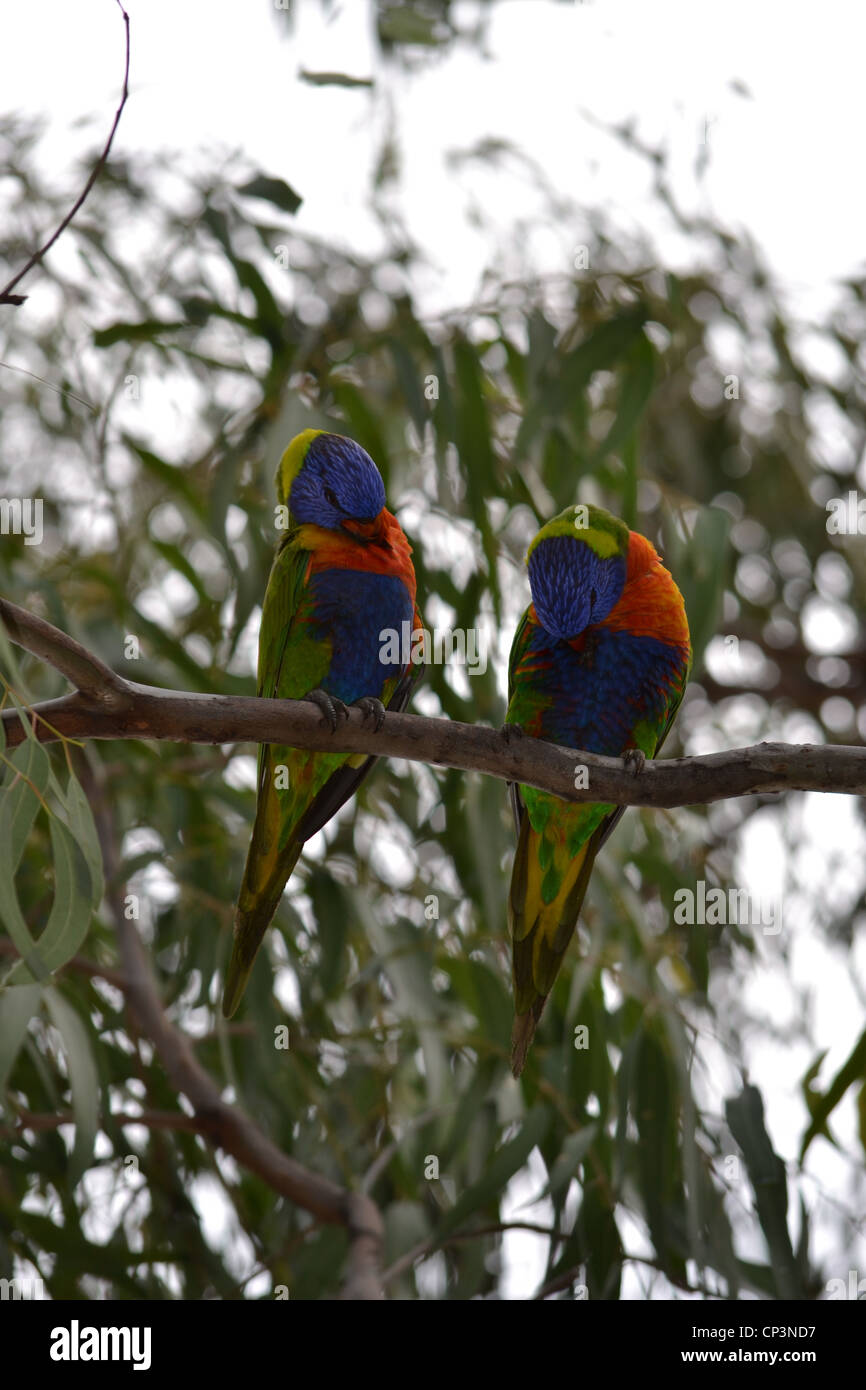 Tree of lorikeets hi-res stock photography and images - Alamy