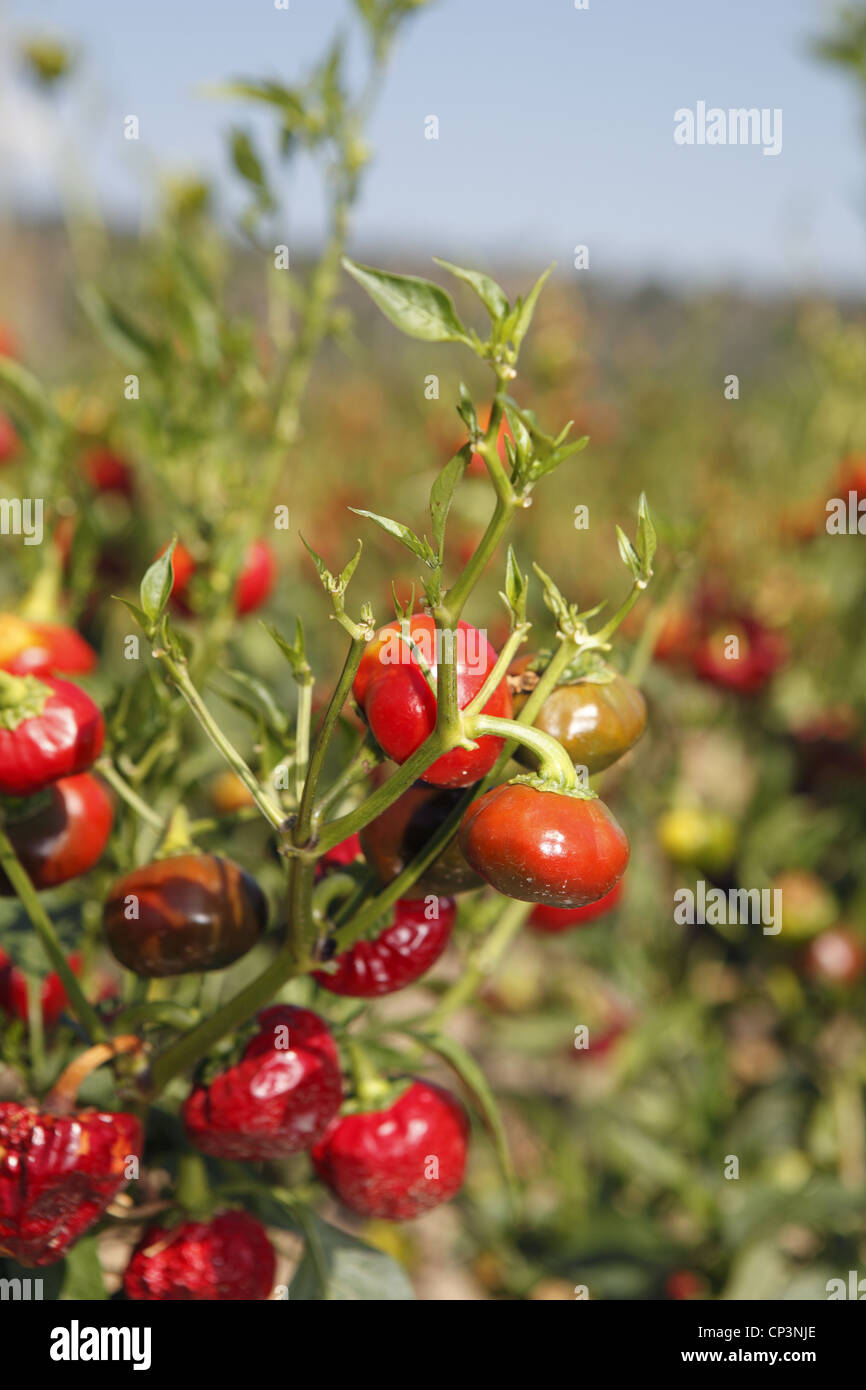 Ripe peppers ready for harvest prior to being dried, smoked & refined ...