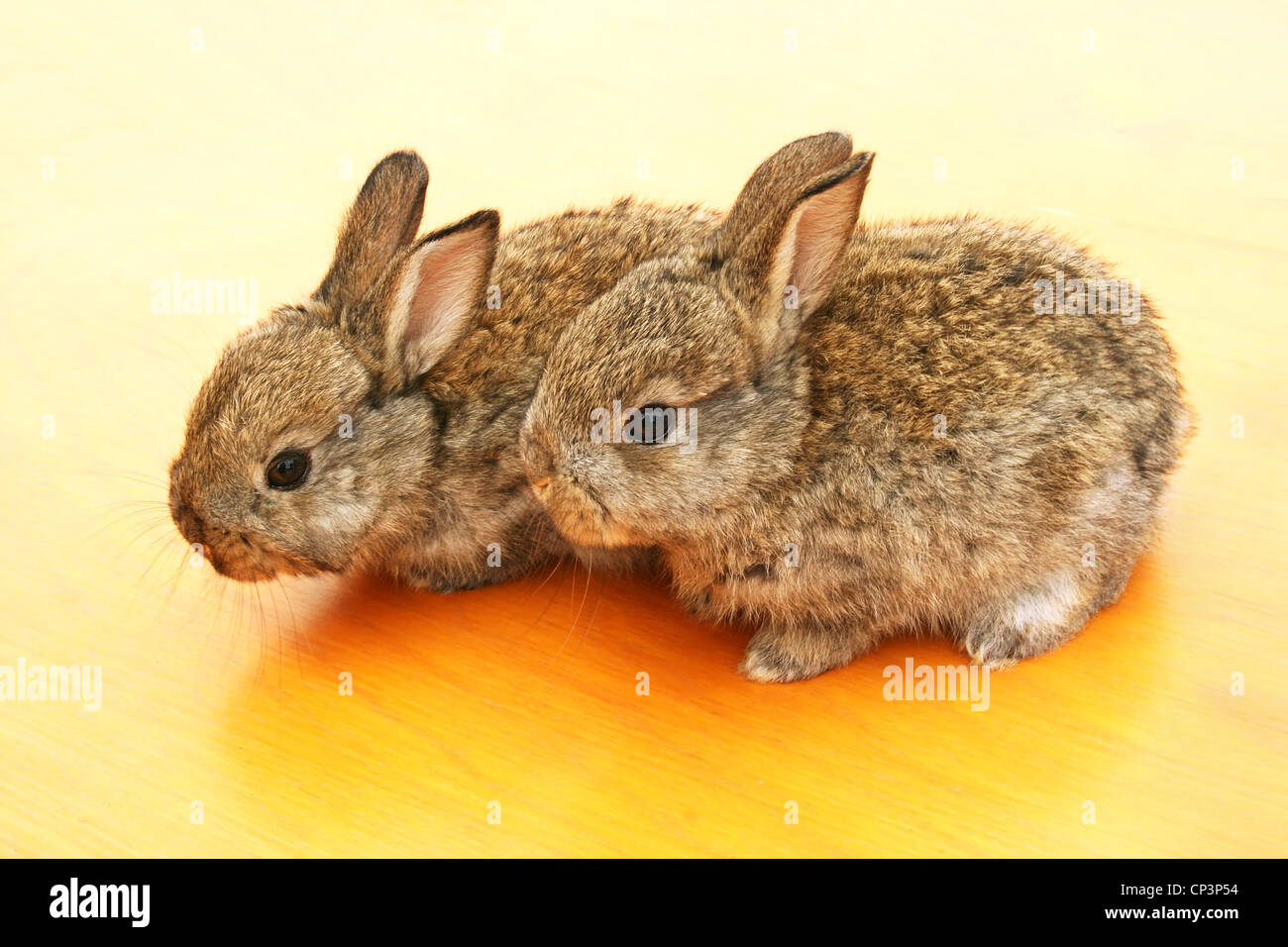 Two young rabbits on yellow table Stock Photo - Alamy