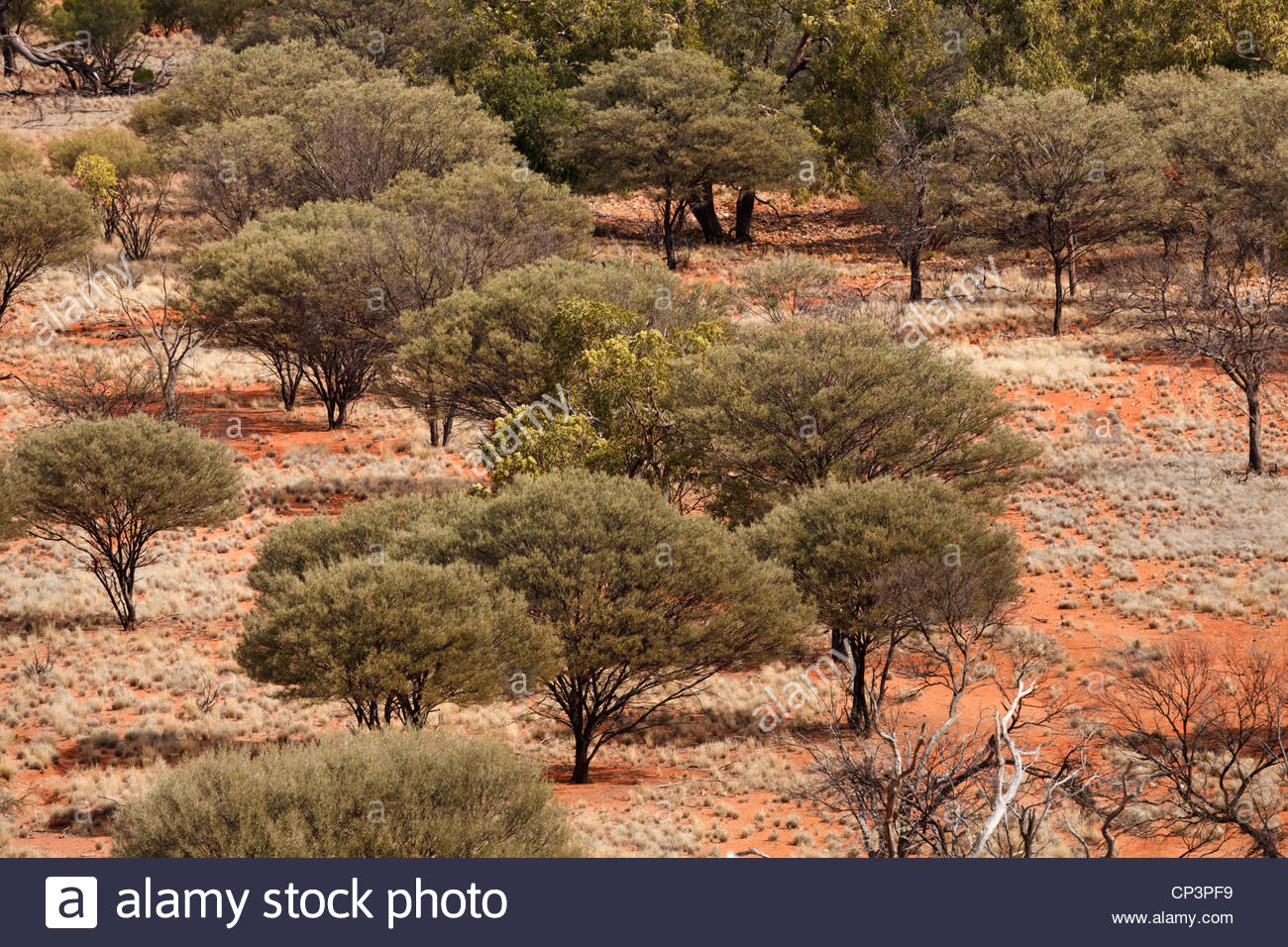 Mulga Tree Australia Stock Photos & Mulga Tree Australia Stock Images ...
