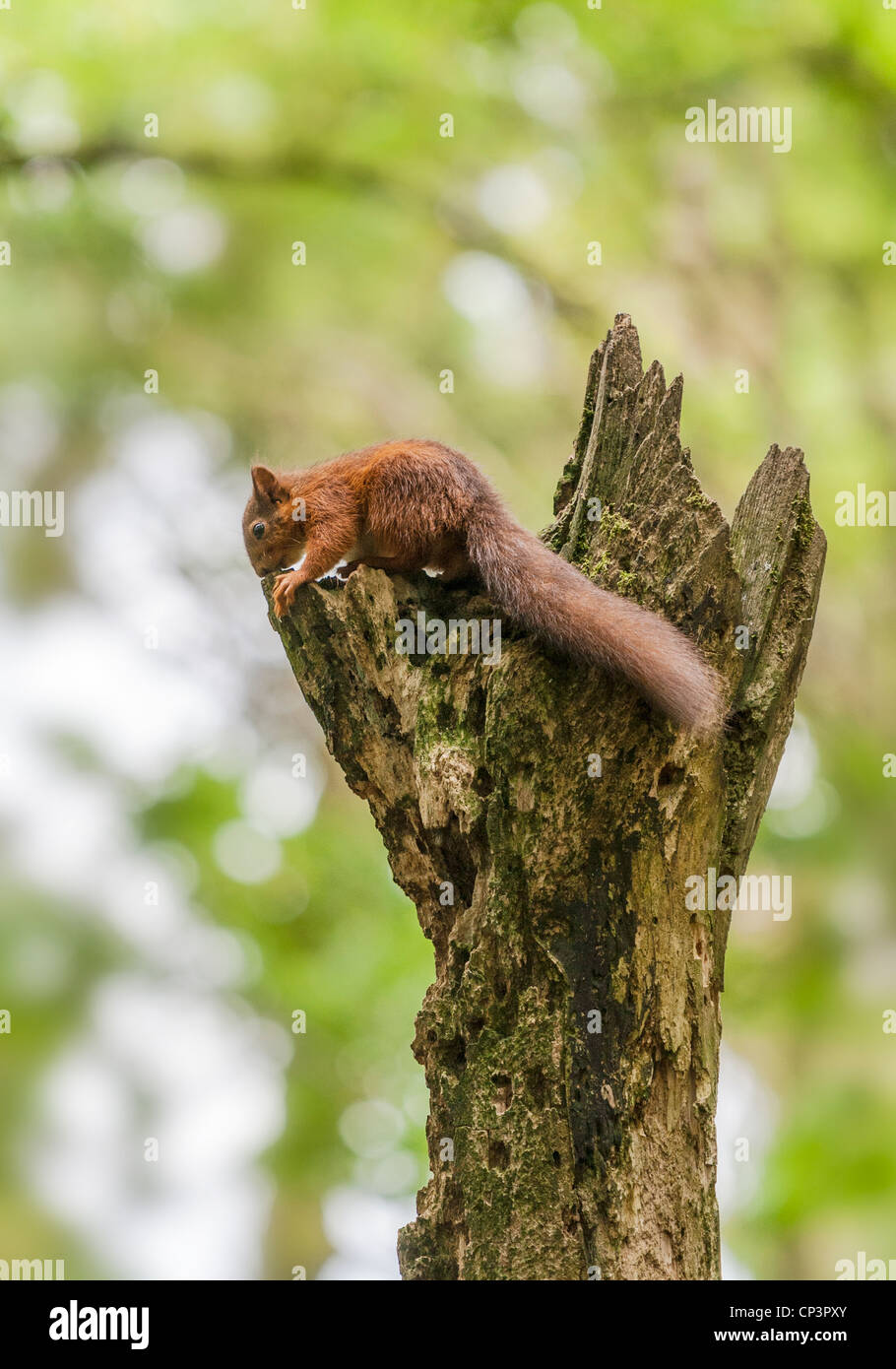 Red Squirrel on a tree stump Stock Photo - Alamy