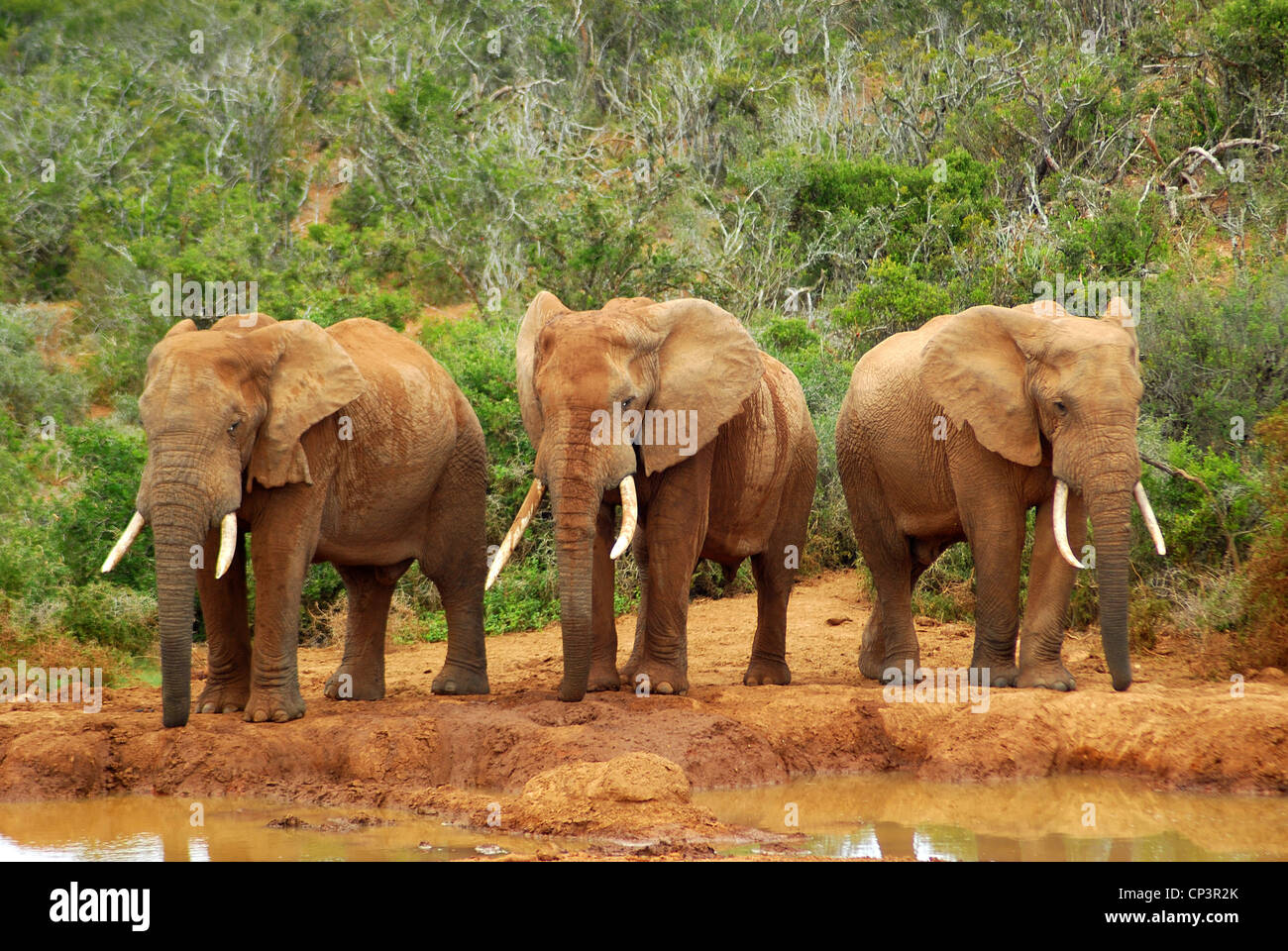 Little red elephant hi-res stock photography and images - Alamy