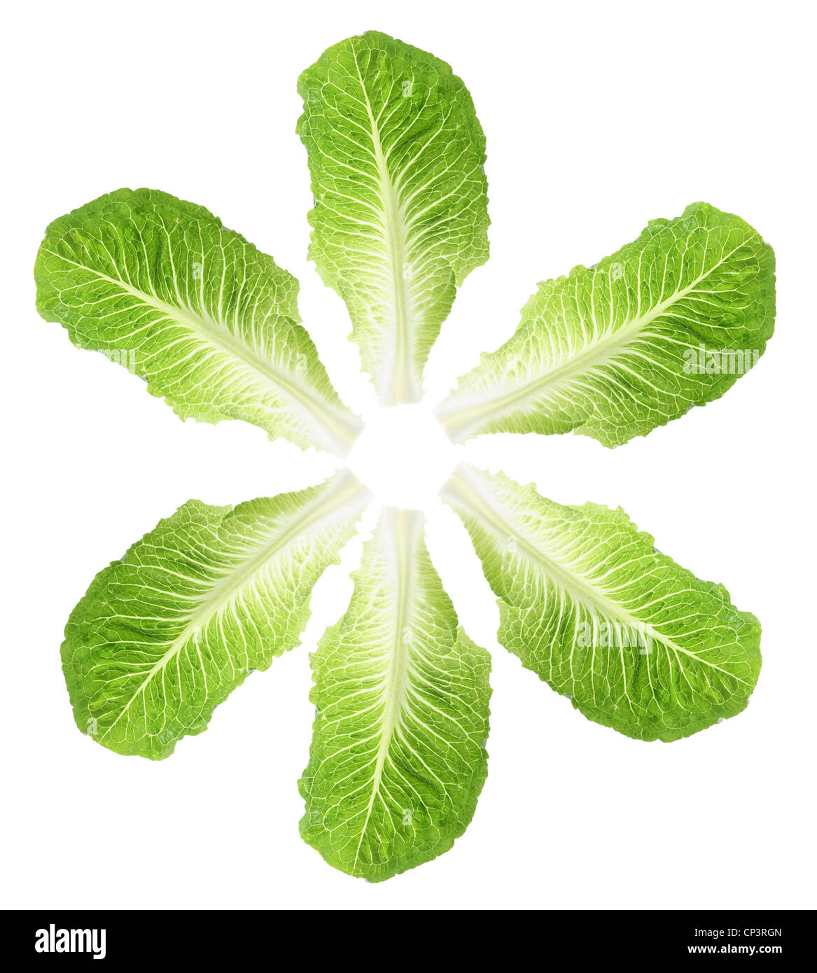 Cos lettuce cut out hi-res stock photography and images - Alamy