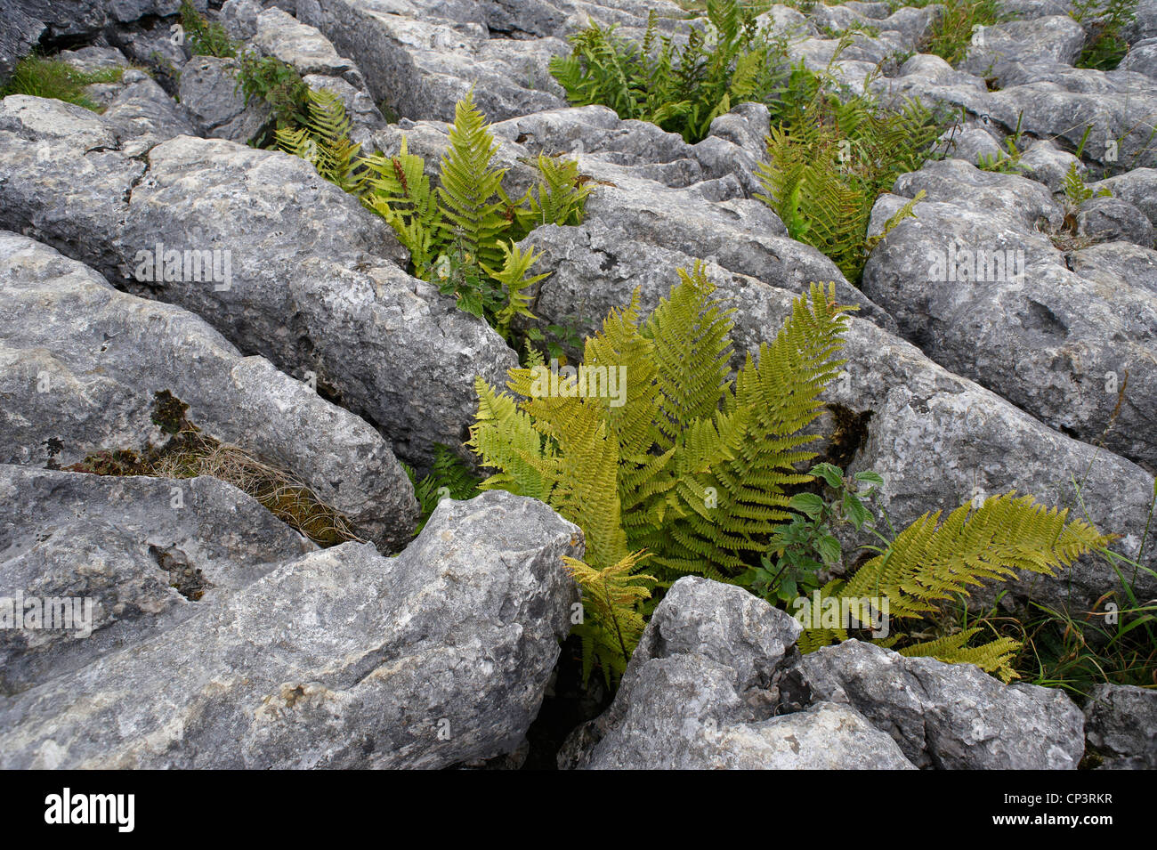ferns growing out of the lime stone pavement Malham Yorkshire England ...