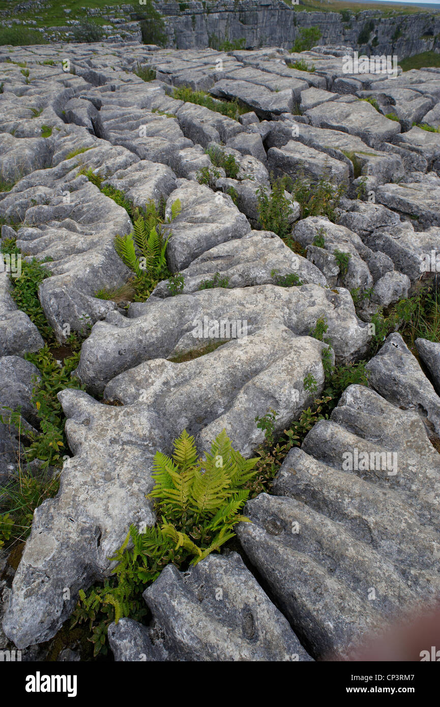 Malham limestone ferns hi-res stock photography and images - Alamy