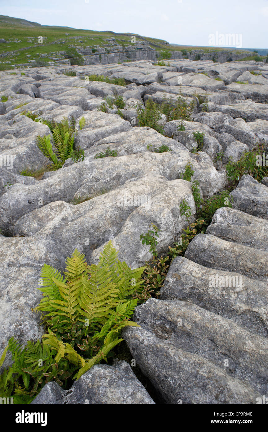 Malham limestone ferns hi-res stock photography and images - Alamy