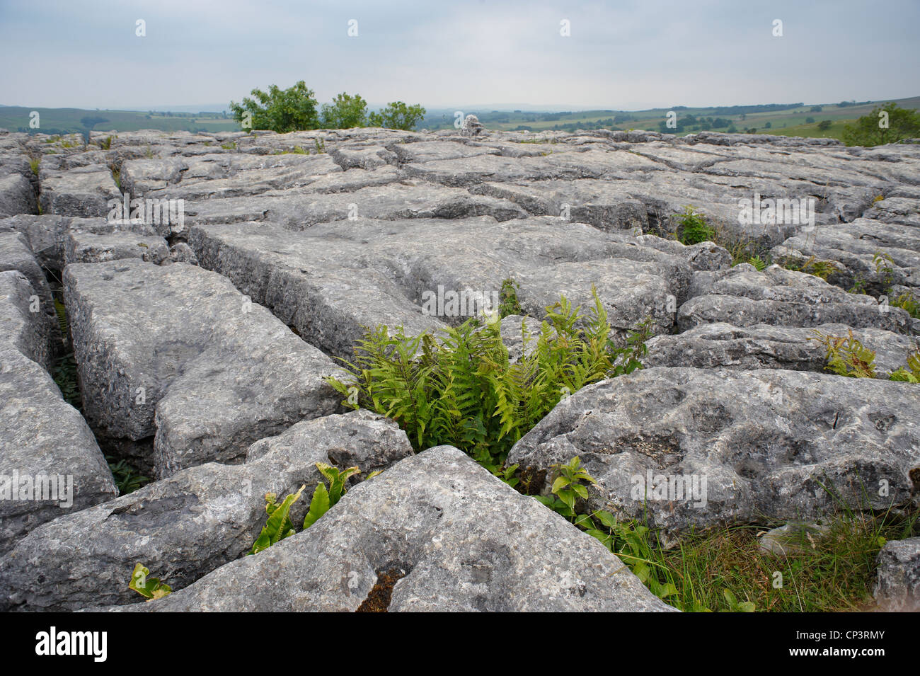 Malham limestone ferns hi-res stock photography and images - Alamy