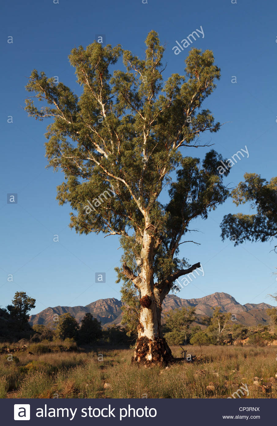 River Red Gum Stock Photos & River Red Gum Stock Images - Alamy