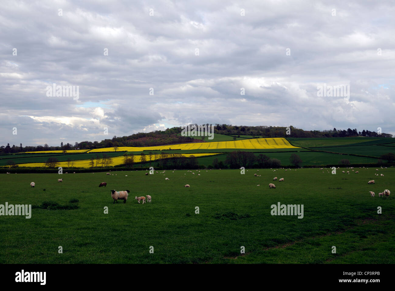 Oil seed rape crops abound in this westerly view of Ruckley Bank near ...
