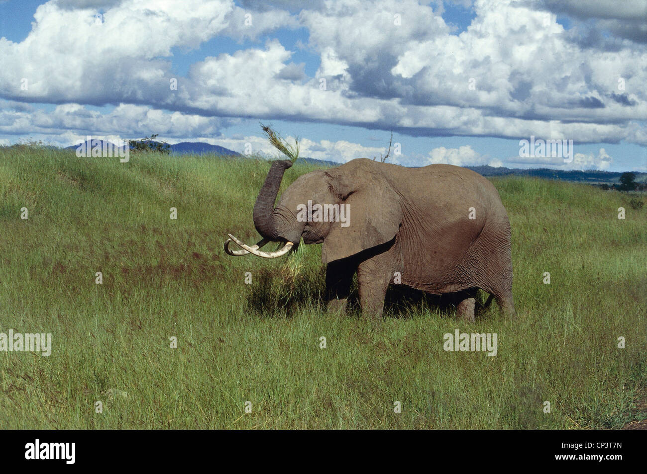 Proboscideans High Resolution Stock Photography and Images - Alamy