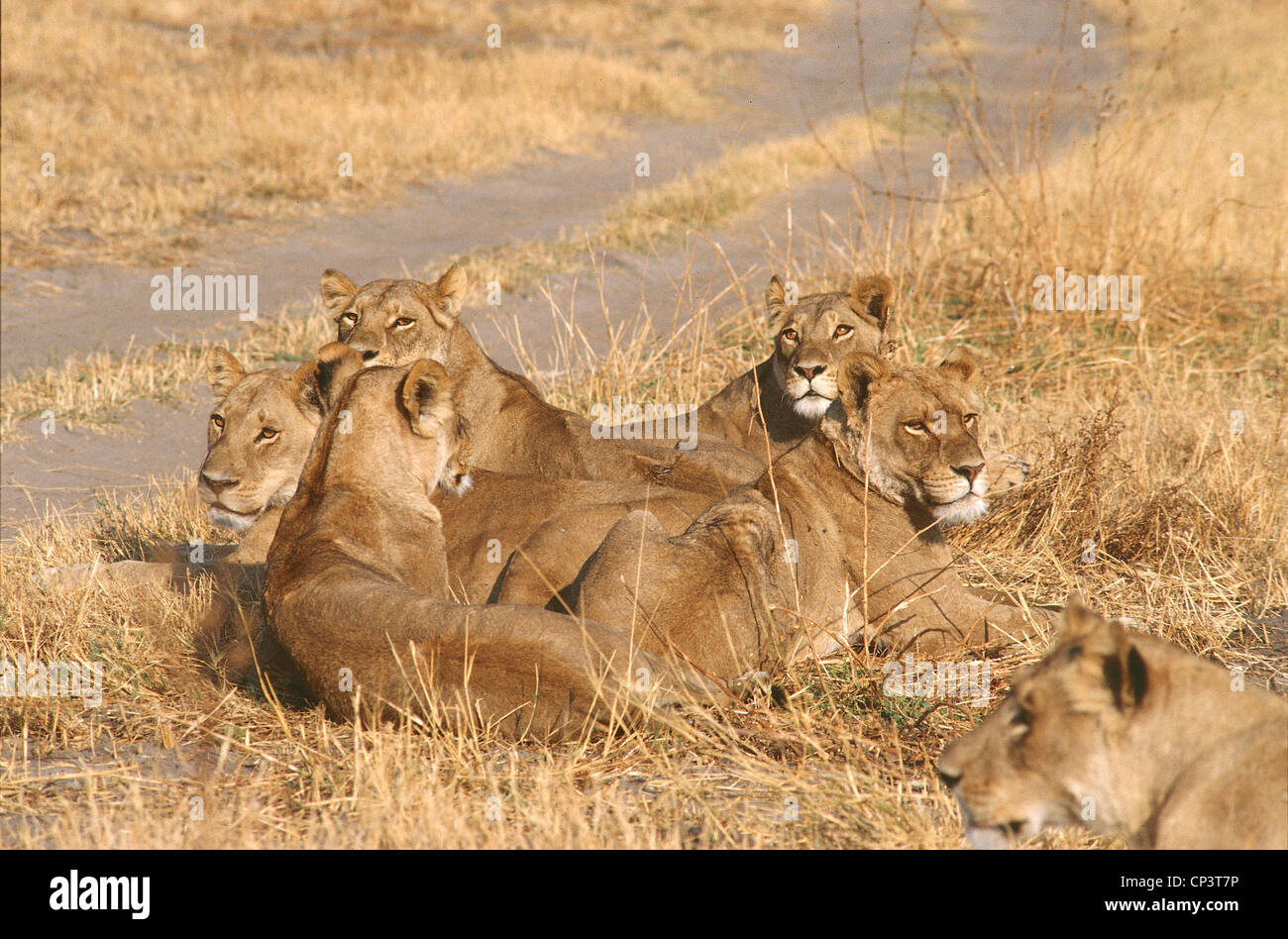 Zoology - Cats - Lionesses (Pantera leo). Botswana, Savuti Area Stock ...