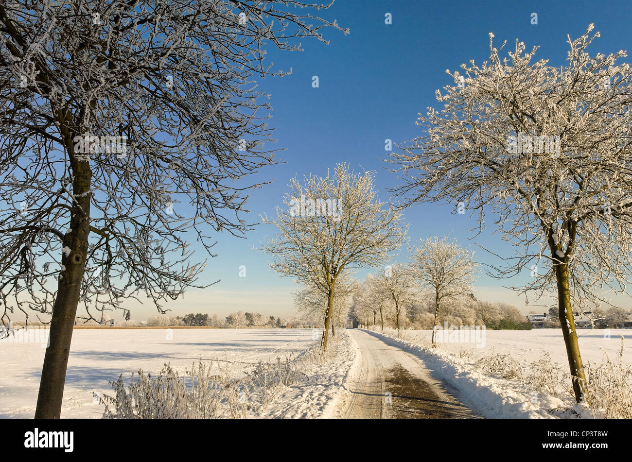 Winter crown hi-res stock photography and images - Alamy