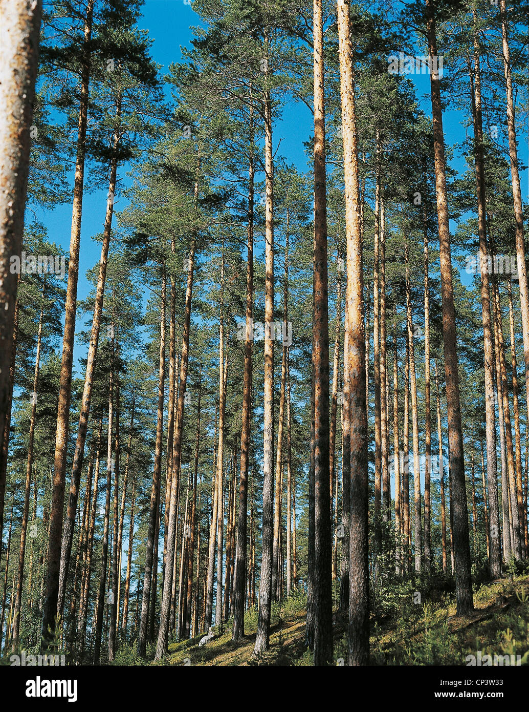 Finland, Taiga. Conifer Stock Photo - Alamy