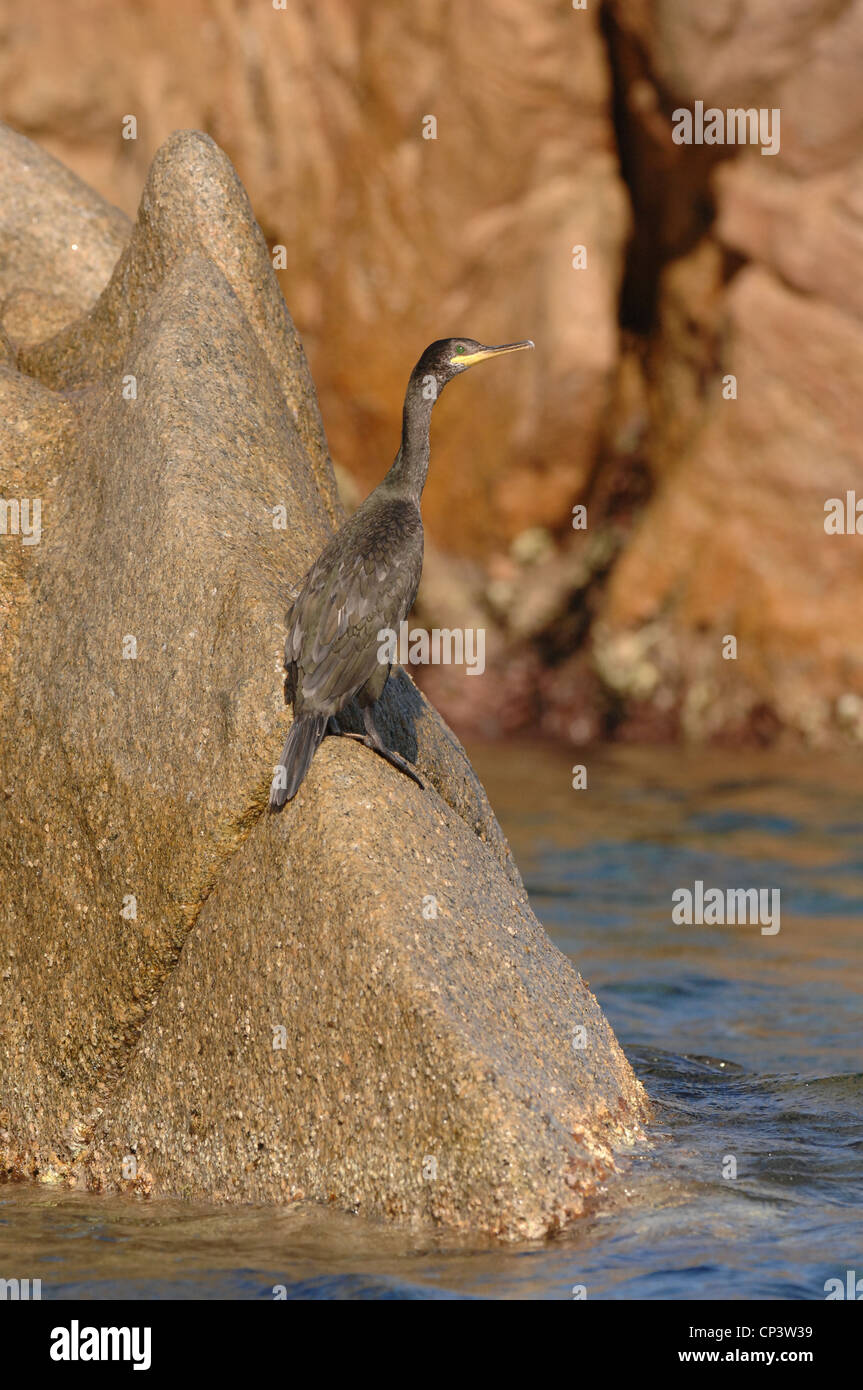 Shag reef hi-res stock photography and images - Alamy