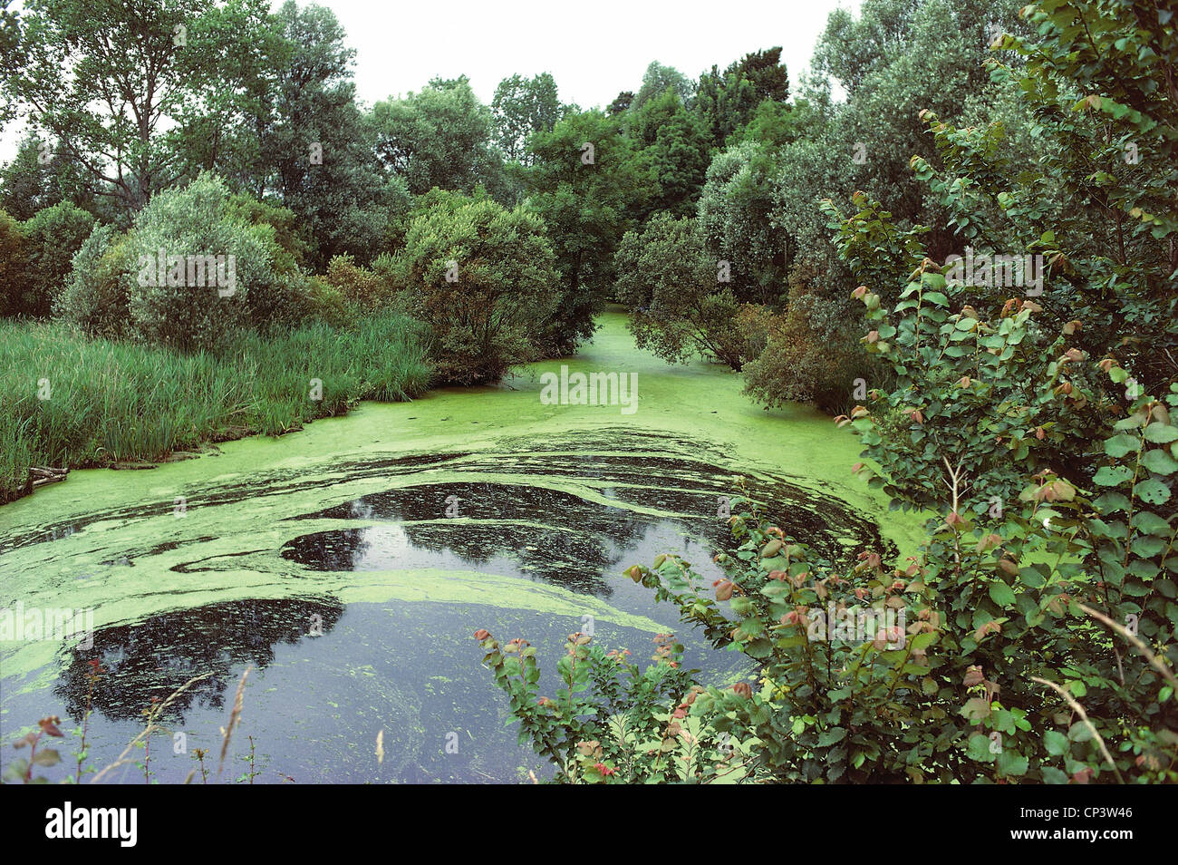 Marshy Area Stock Photos & Marshy Area Stock Images - Alamy