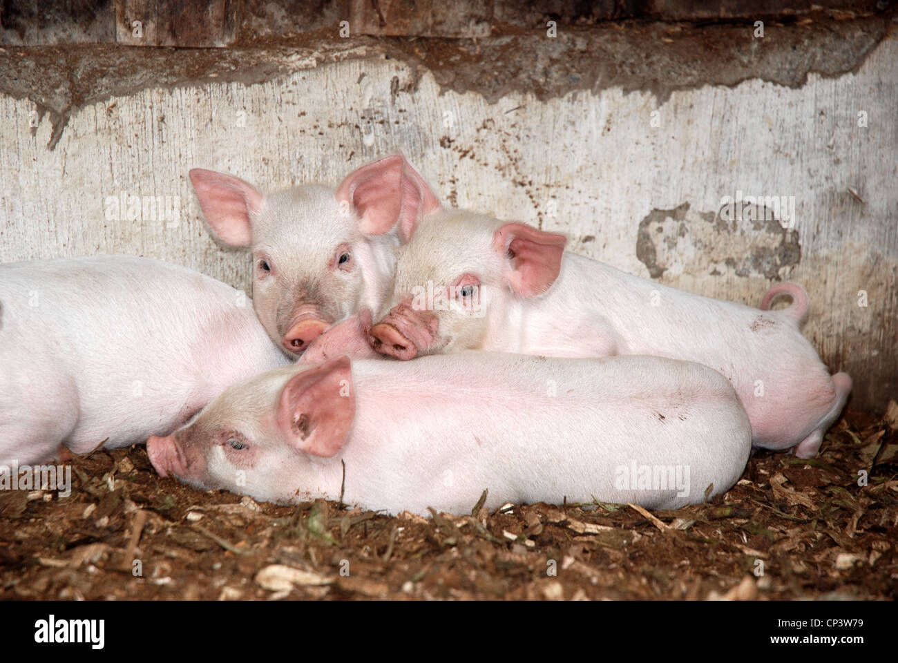 Piglet cuddling hi-res stock photography and images - Alamy