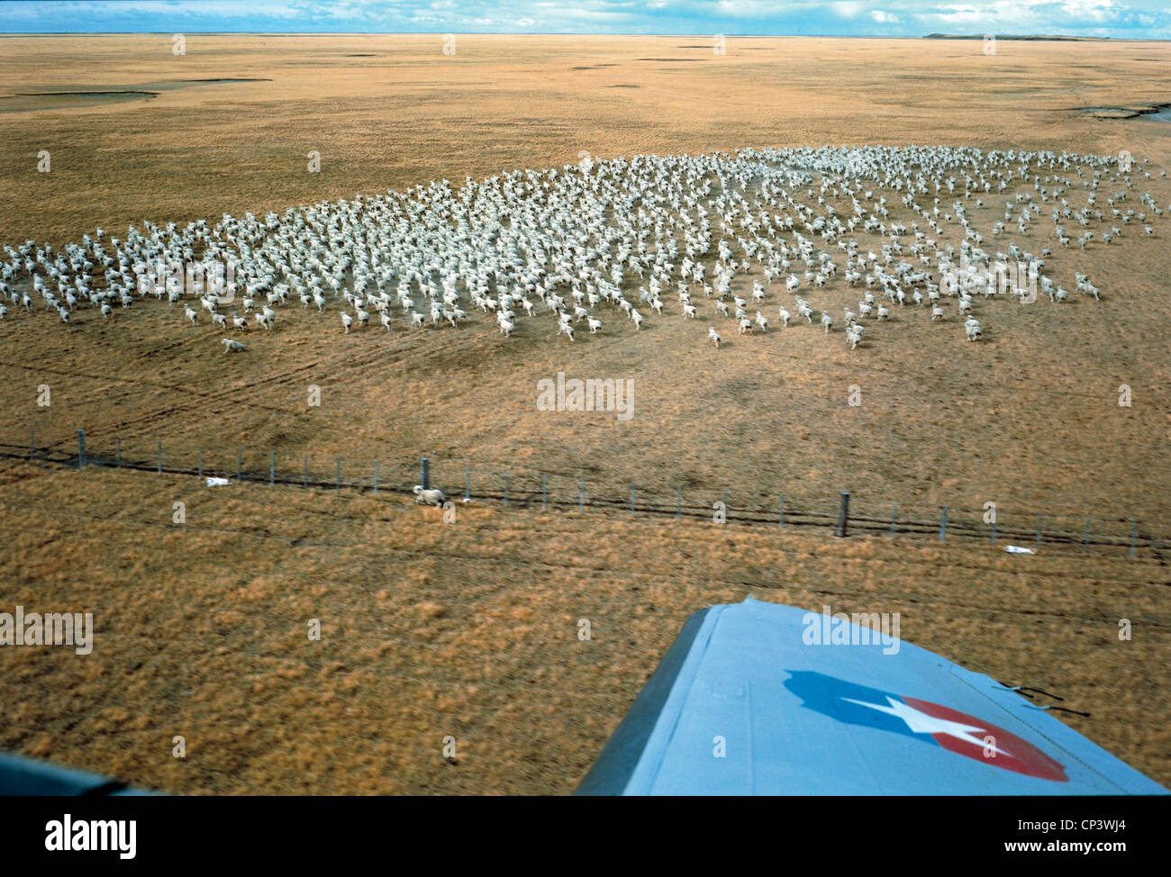 Chile - Tierra del Fuego. Sheep farming in the vicinity of Porvenir ...