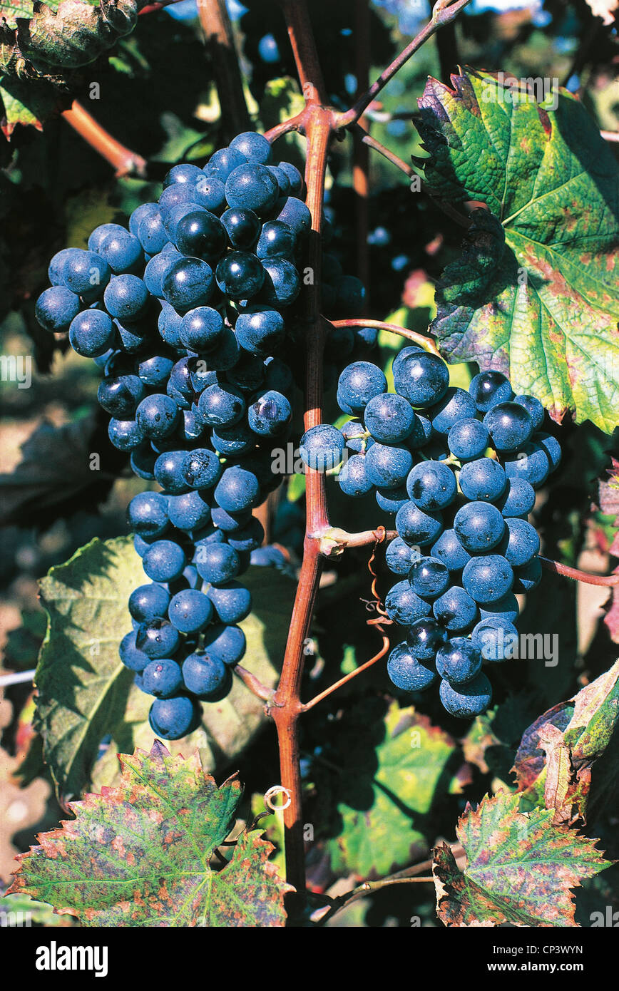 Refosco hi-res stock photography and images - Alamy