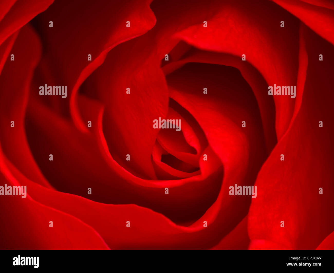 Red Rose Macro Stock Photo - Alamy