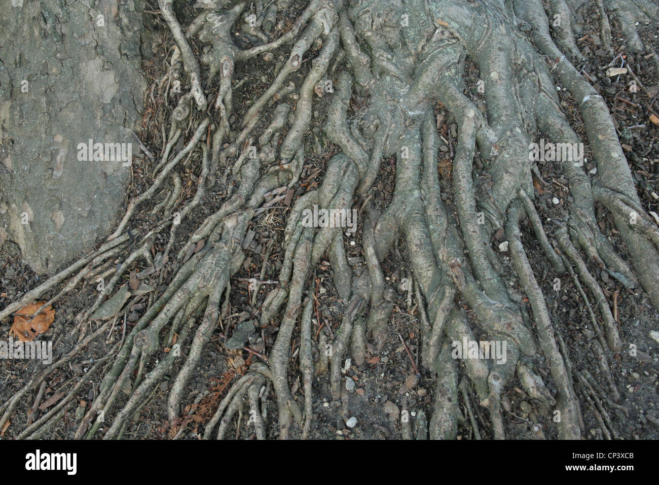 Tree roots pattern hi-res stock photography and images - Alamy