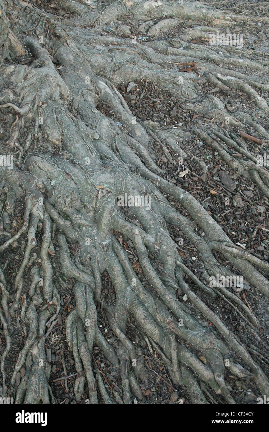 Tree Roots Pattern High Resolution Stock Photography and Images - Alamy