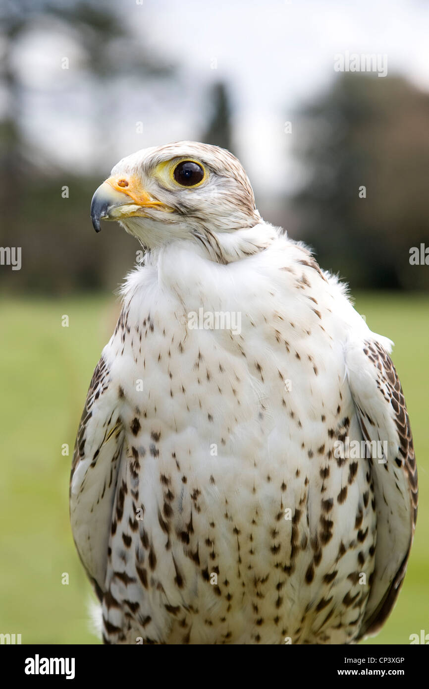 Saker Falcon Wild High Resolution Stock Photography and Images - Alamy