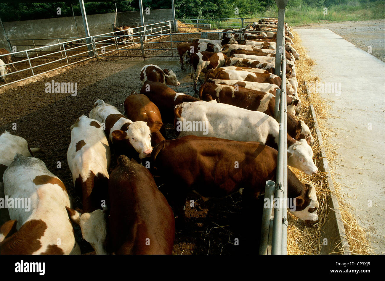 Loose housing hi-res stock photography and images - Alamy