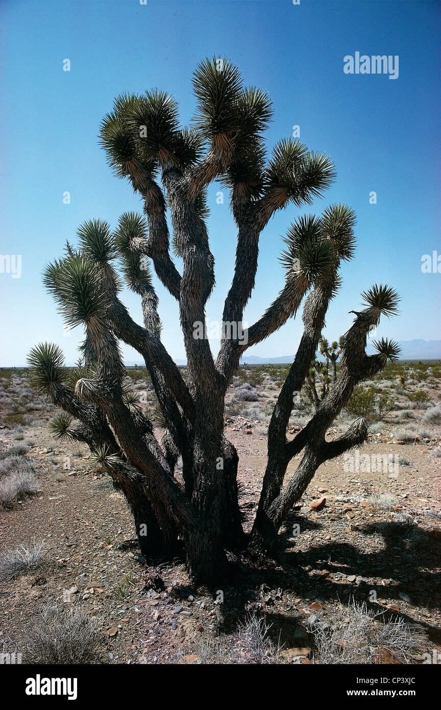 United States of America - Nevada - Cactus Stock Photo - Alamy