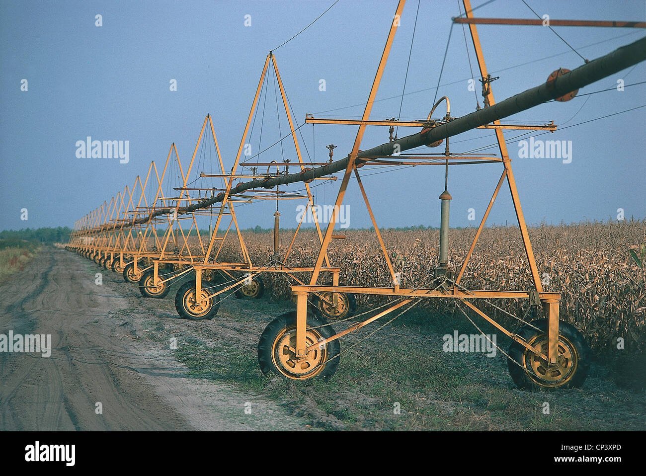 France Aquitaine Growing Corn Stock Photo - Alamy