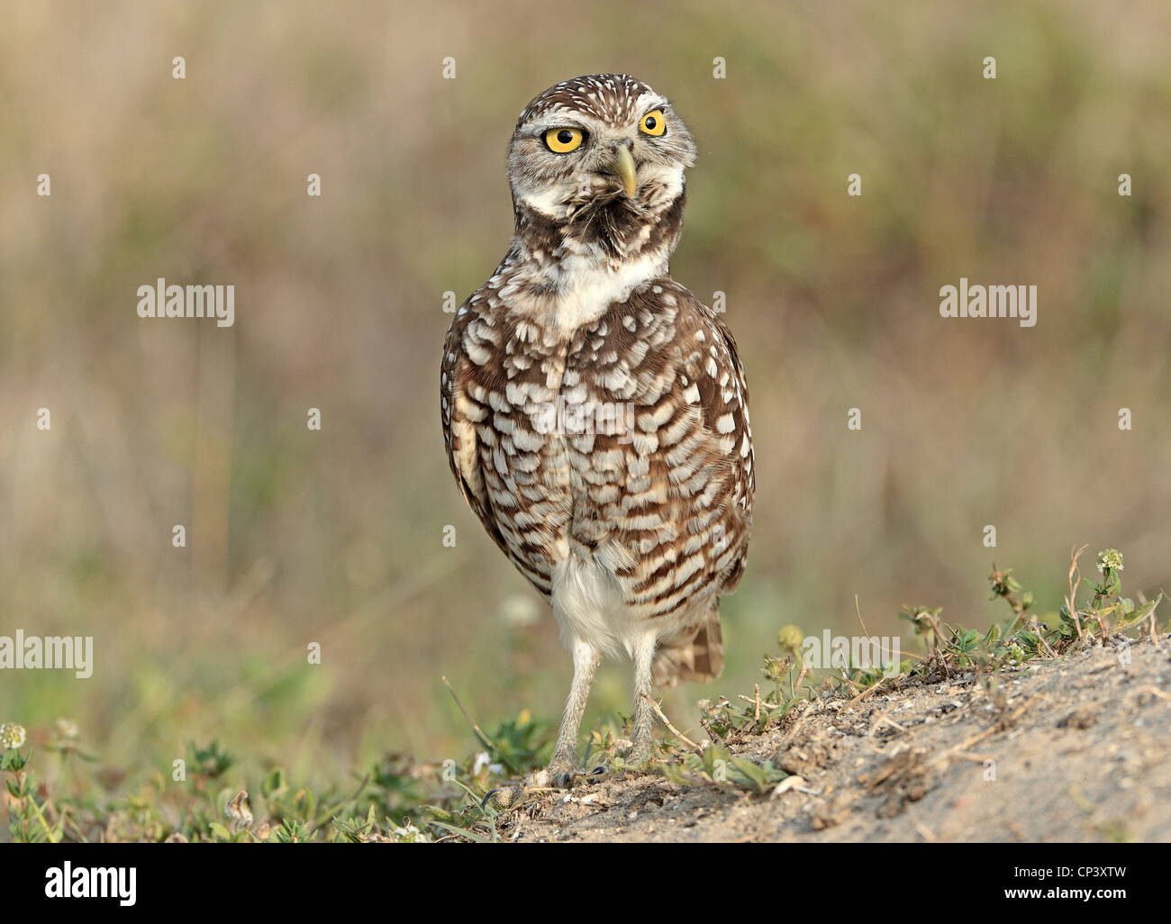 Burrowing owl looking intently whilst standing outside its burrow Stock ...
