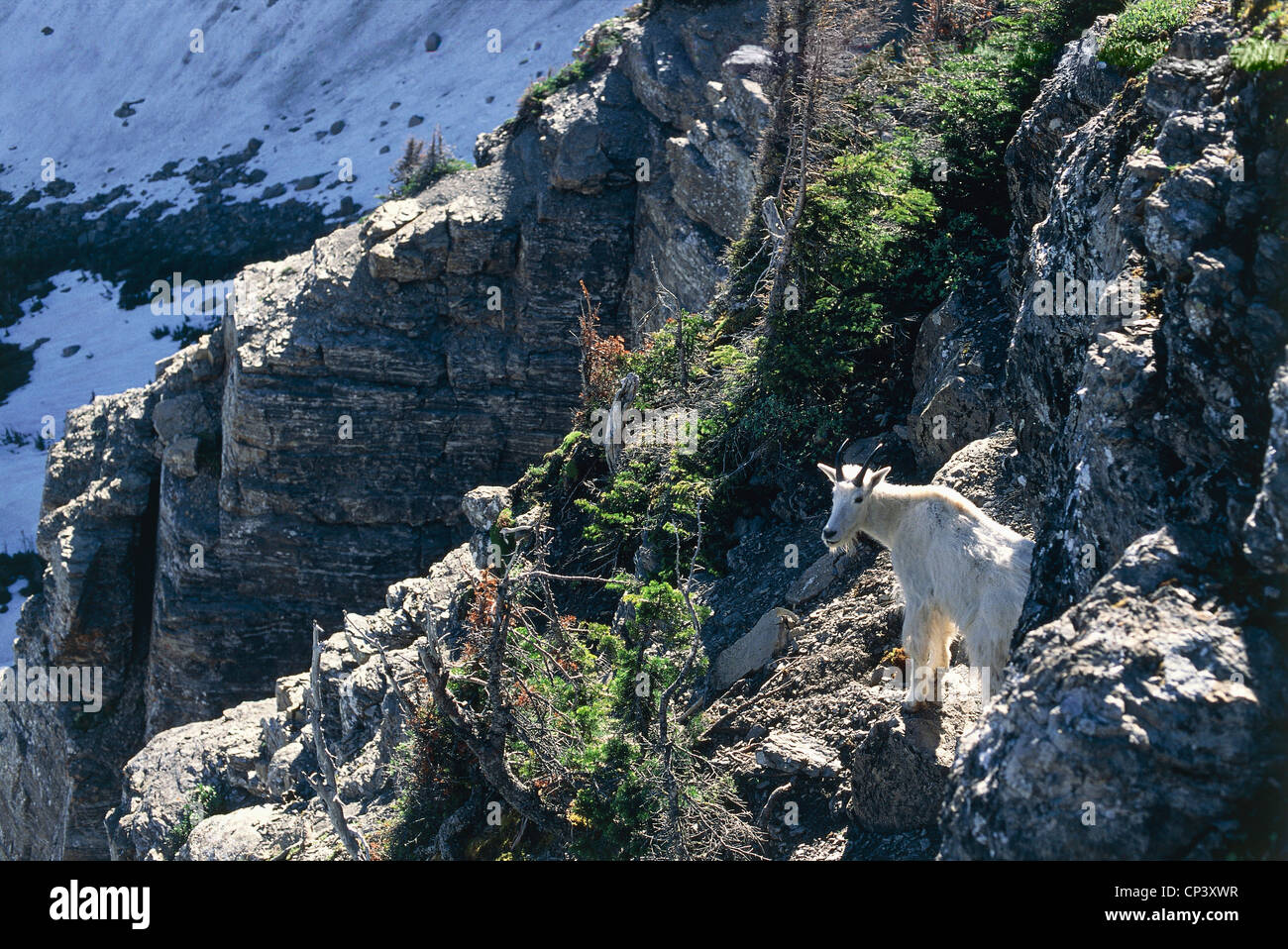 United States Of America Montana Glacier National Park Mountain Goats ...