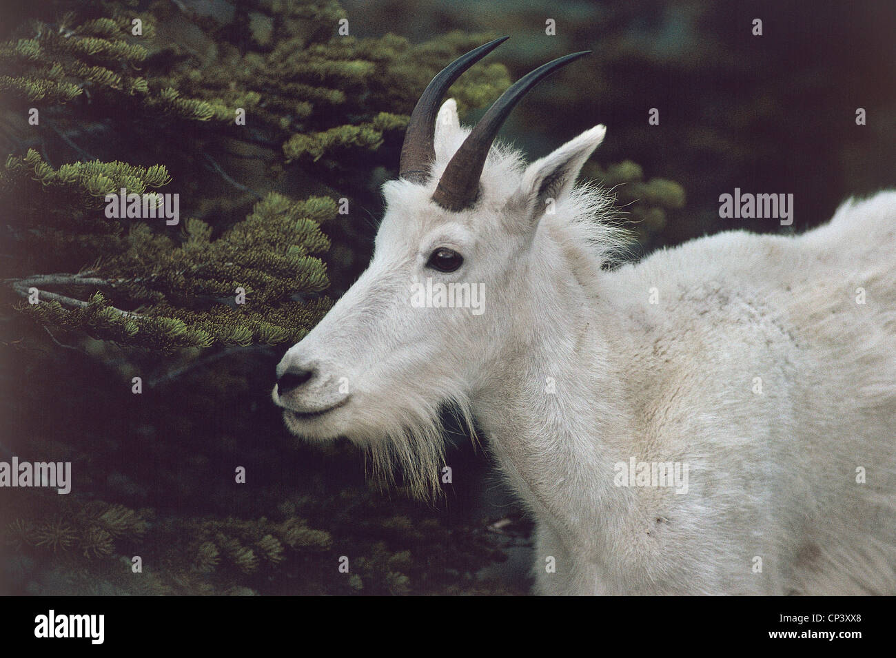 Zoology - chevron - Goat Mountain goat or snow (Oreamnos americanus ...