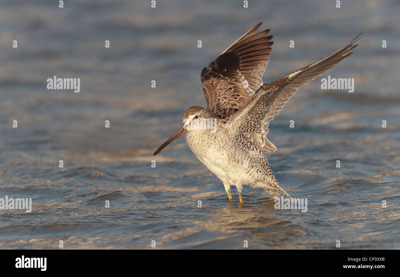 Dowitcher wings up, East Beach, Fort de Soto, Florida Stock Photo - Alamy