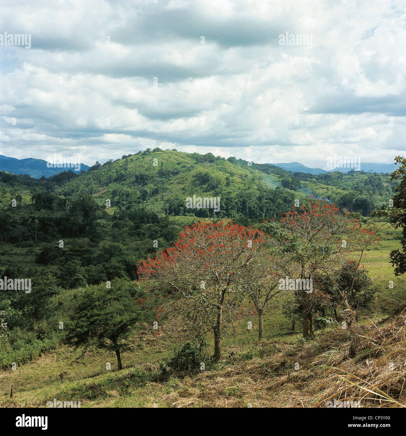 Democratic Republic of Congo - Coffee Plantation ' Stock Photo - Alamy