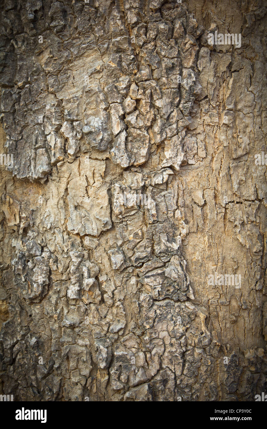 Tree skin texture Stock Photo - Alamy
