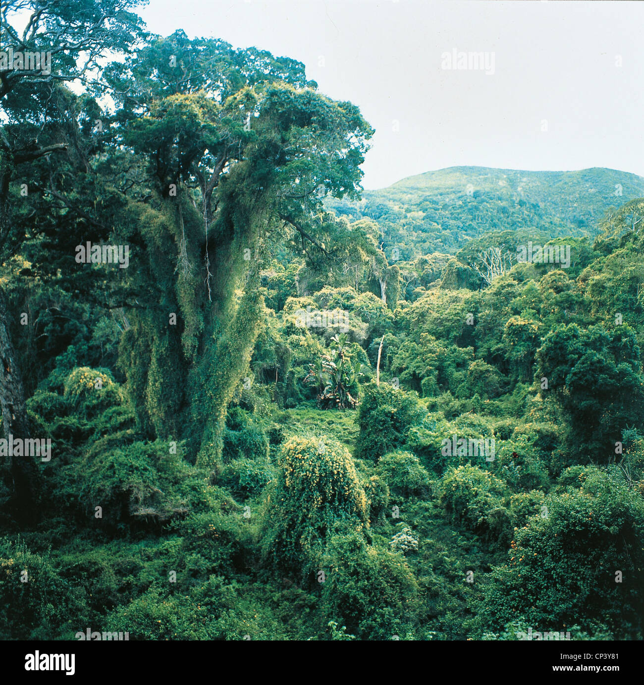 Flora and fauna africa rainforest hi-res stock photography and images ...