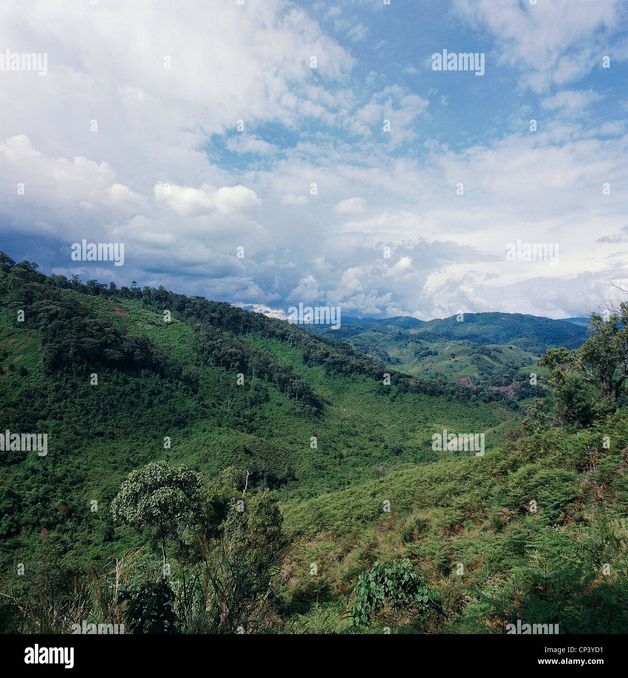 Democratic Republic of Congo - Alimbongo, rainforest Stock Photo - Alamy