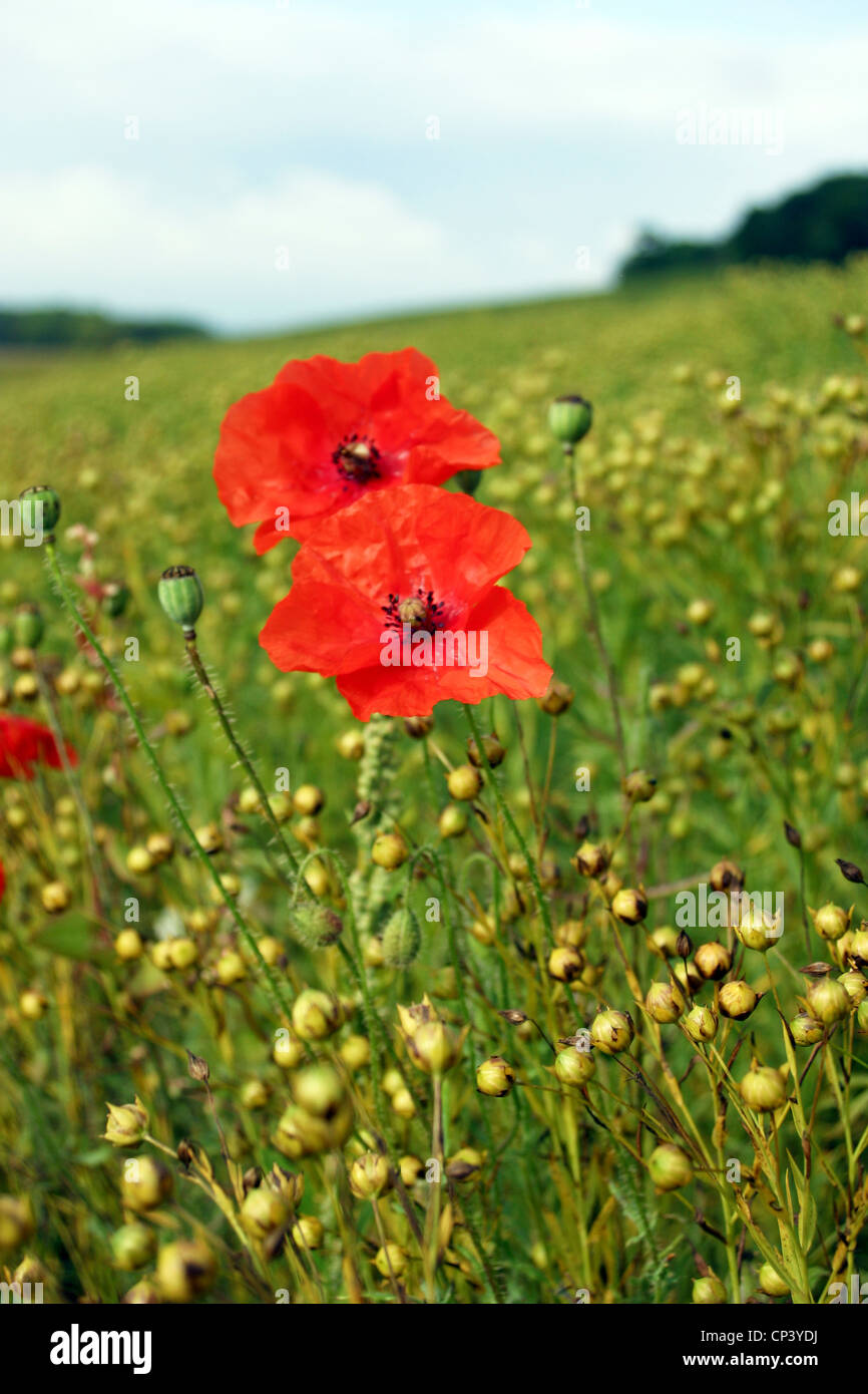 Poppy Fields, Kent, England, UK Stock Photo - Alamy