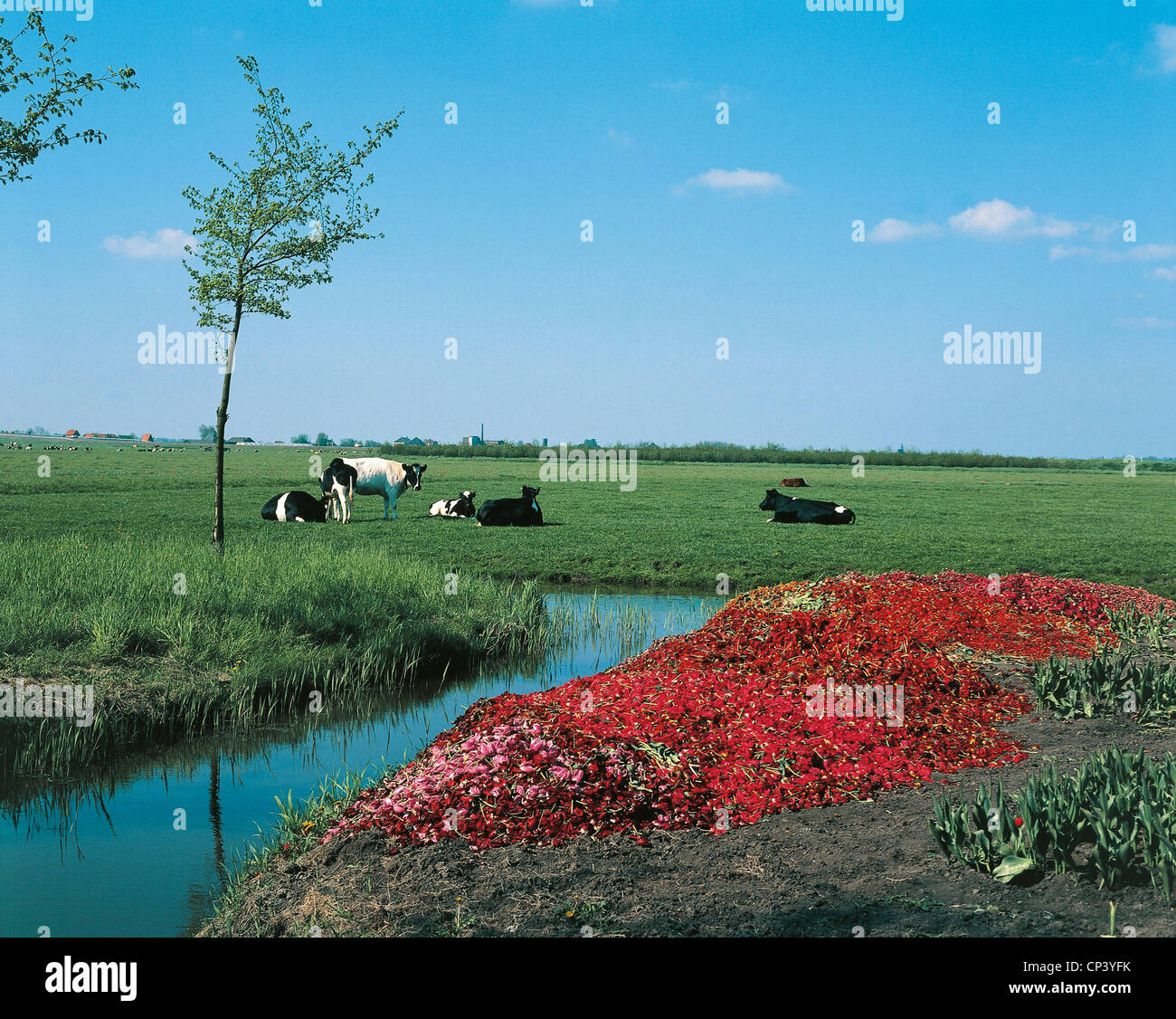 Netherlands Cattle Breeding Stock Photo - Alamy