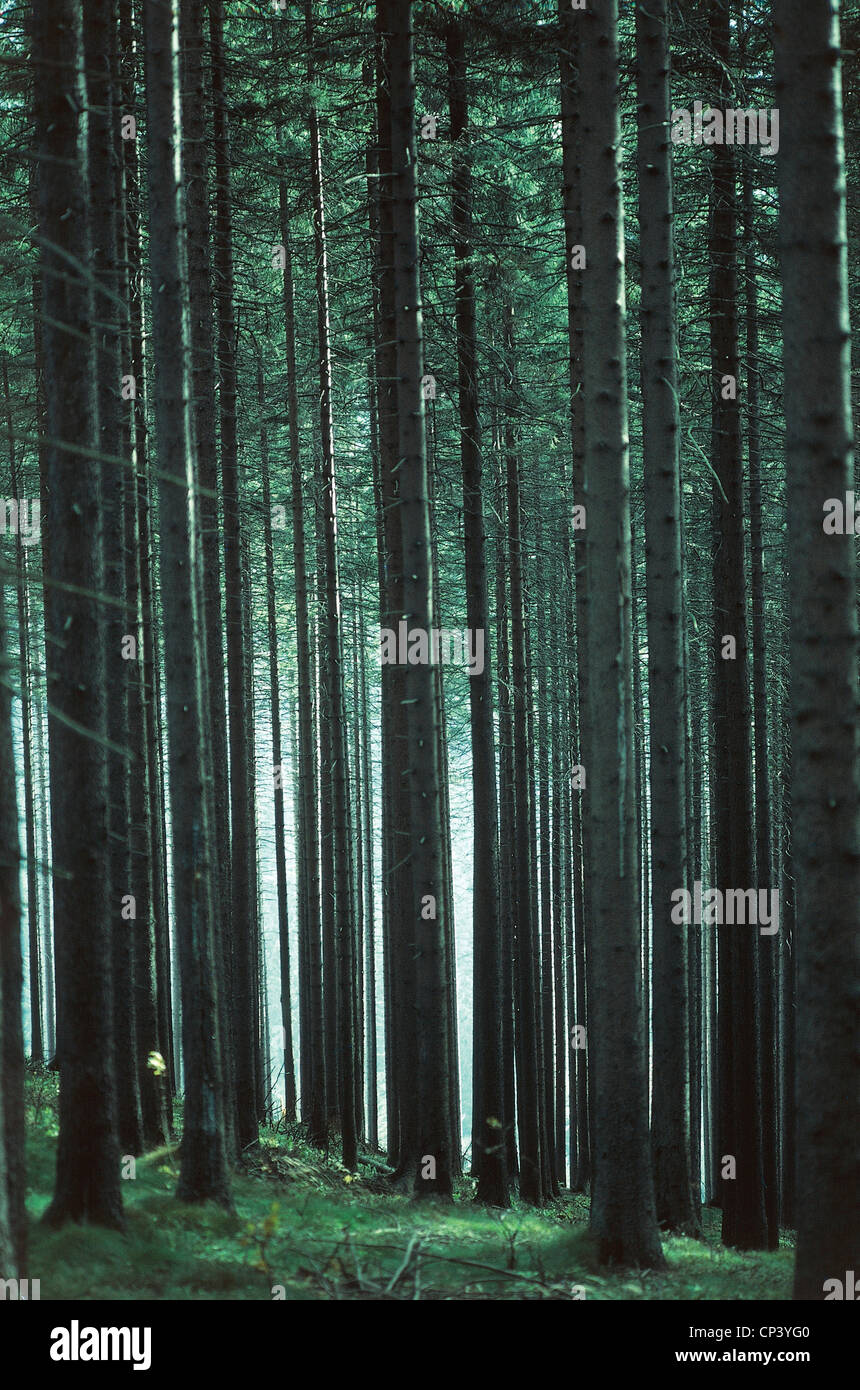 Poland - Sudety - Forest of pine trees Stock Photo - Alamy