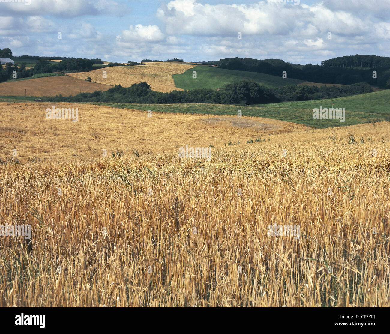 Denmark - Fyn Island - Crops of wheat Stock Photo - Alamy