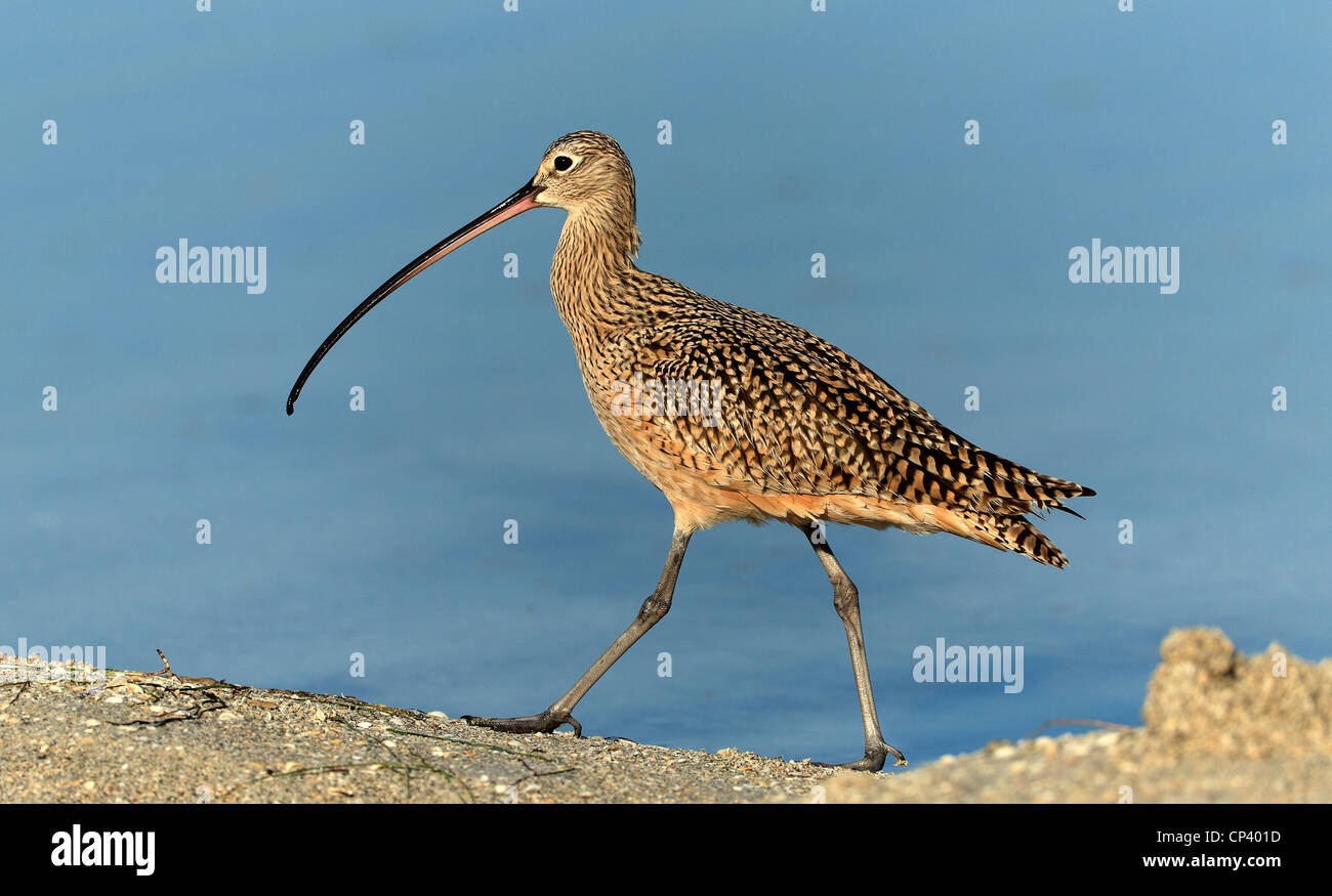 Long-billed Curlew walking along shoreline in Florida Stock Photo - Alamy