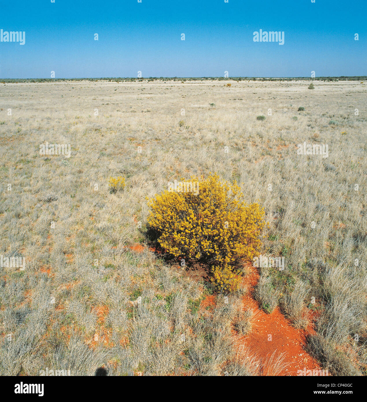 Australia Simpson Desert Steppe Stock Photo - Alamy