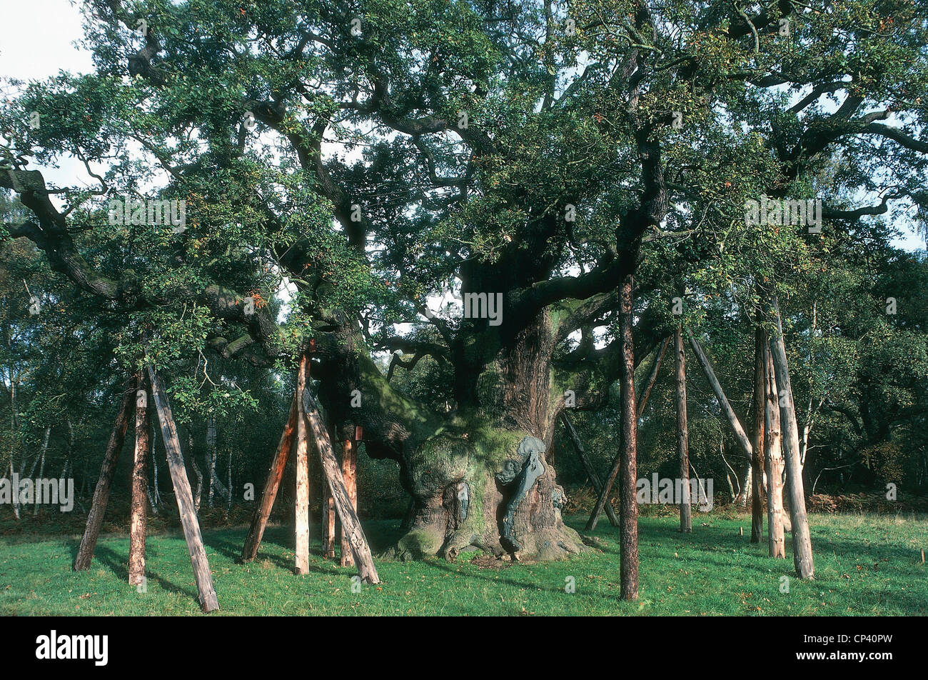 United Kingdom - England - Nottinghamshire - Sherwood Forest. Major Oak ...