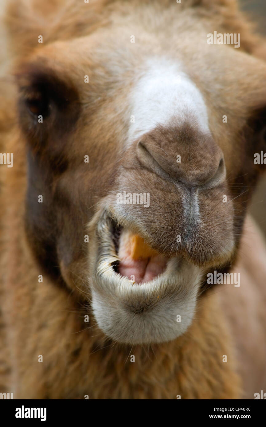 Brown camel funny smile, muzzle Stock Photo - Alamy