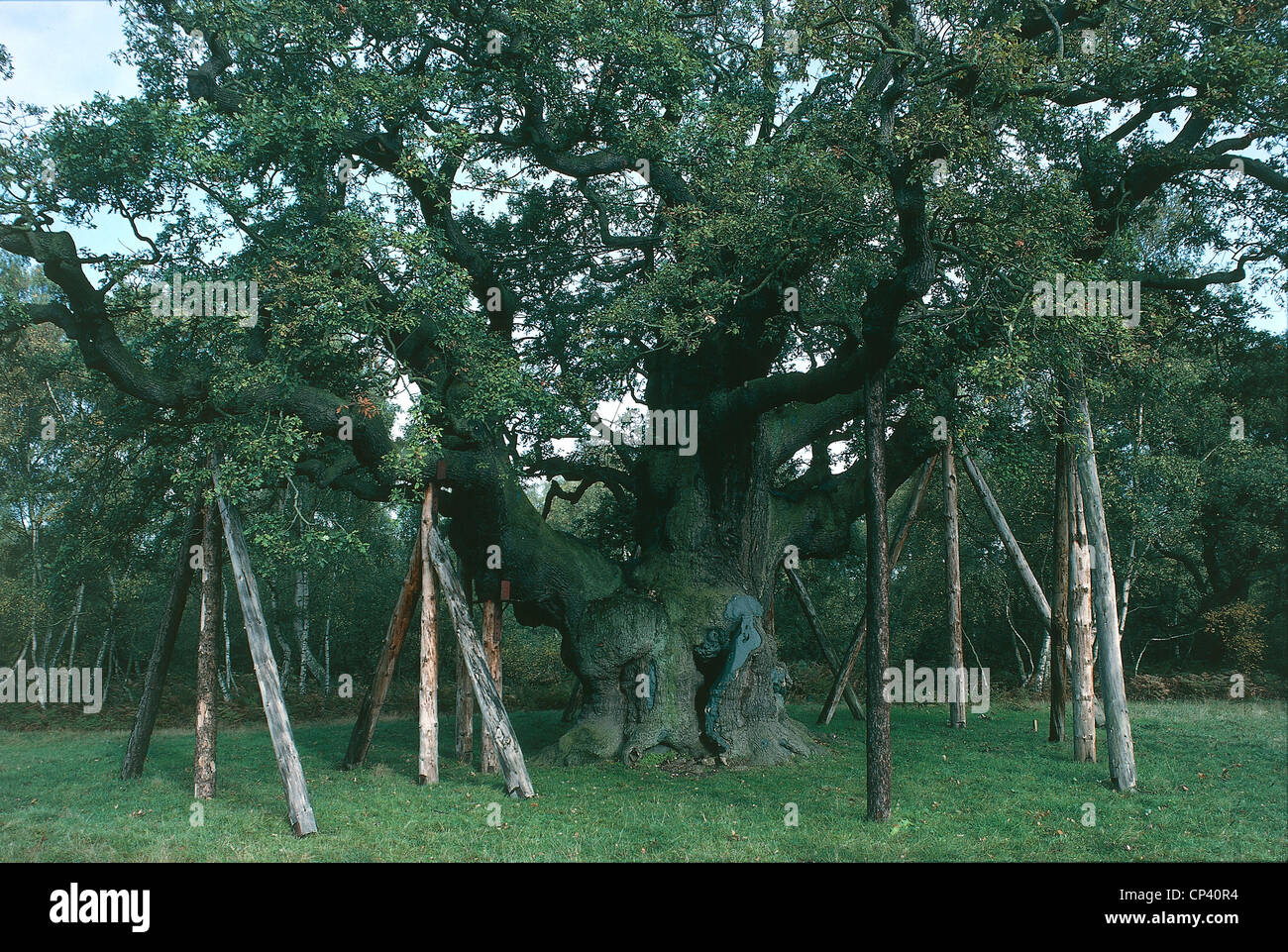 United Kingdom - England - Nottinghamshire - Sherwood Forest. Major Oak ...