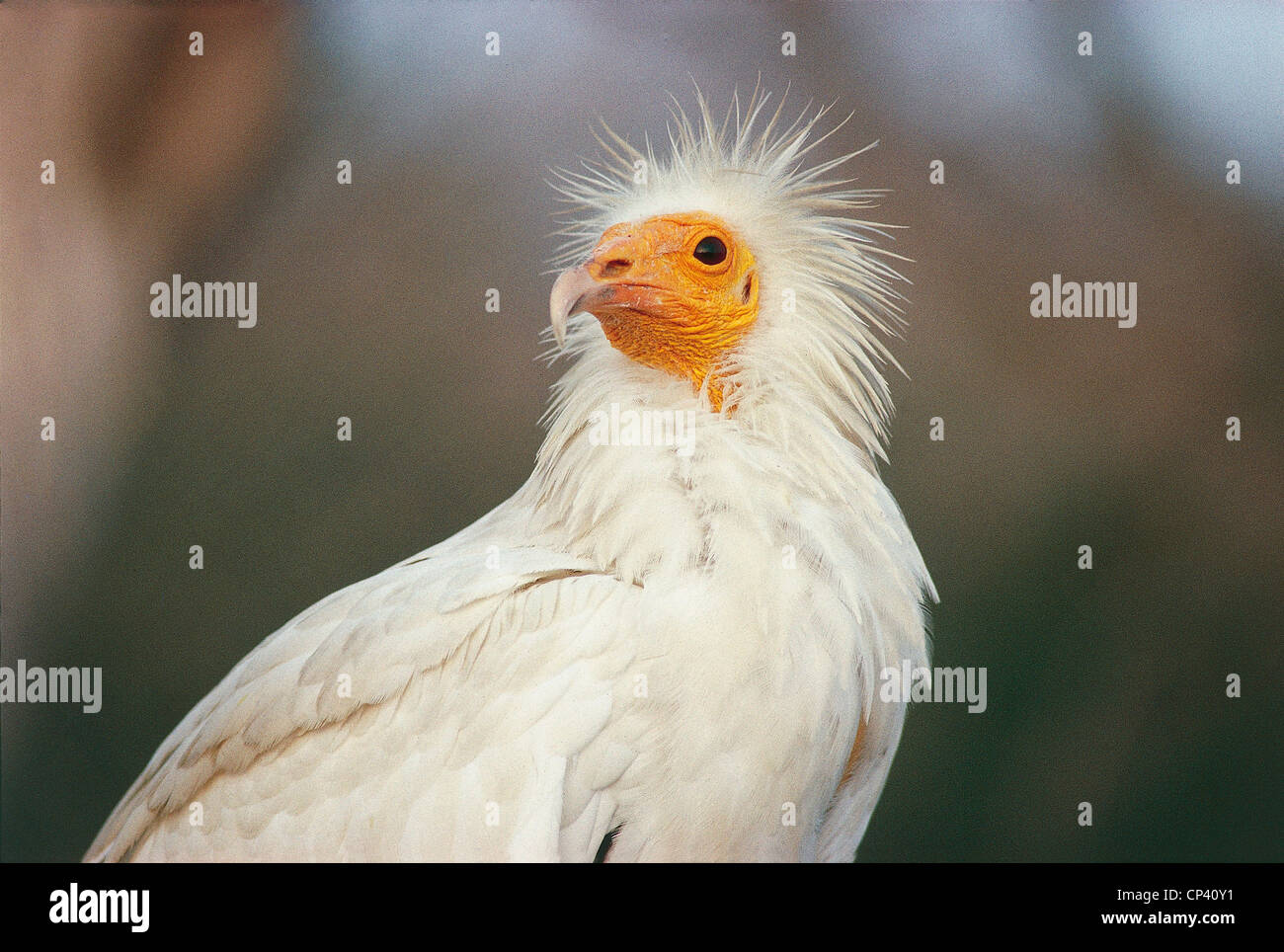 Egyptian birds hi-res stock photography and images - Alamy
