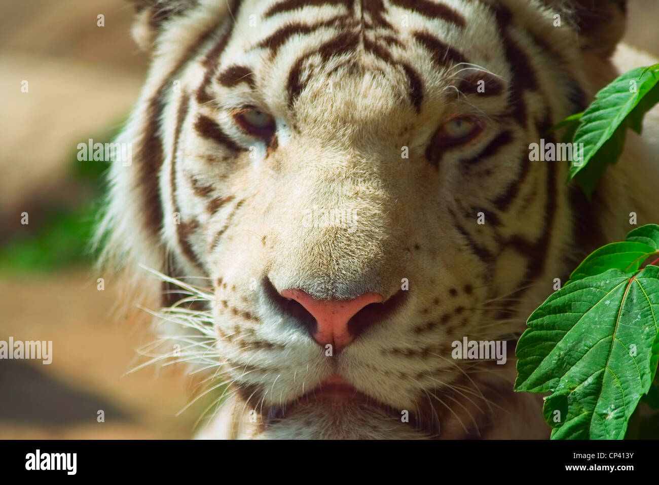 Bengali tiger hi-res stock photography and images - Alamy
