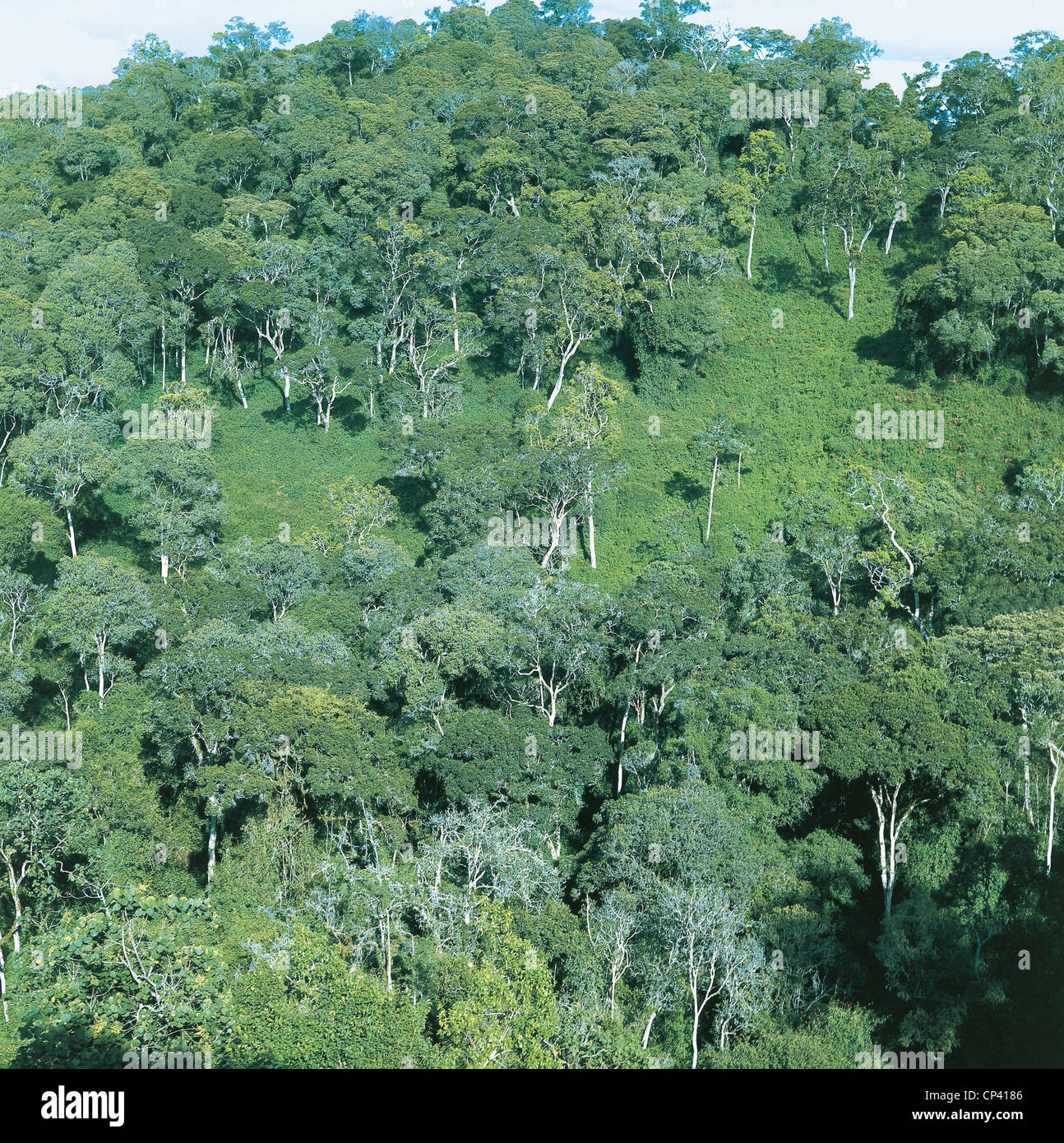 Rwanda Kygeme Tropical Forest Stock Photo - Alamy